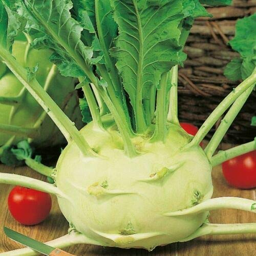 Semi Freschi - Verdura - Kohl Rabi - Superschmelz - 520 Semi