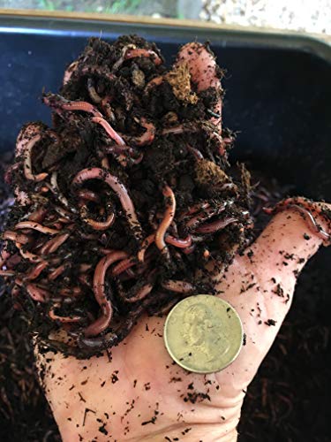 Worms 3/4 Pound Red Wiggler Composting