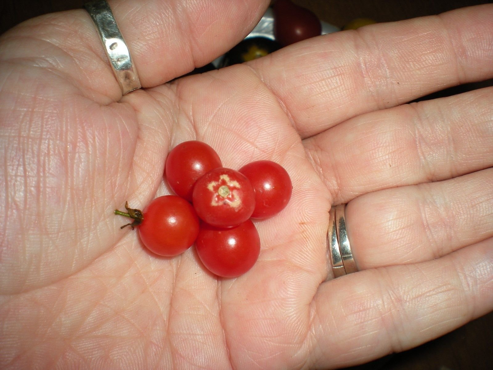 Pomodoro Spoon più Piccolo del Mondo Ribes pomodoro! 20 semi!