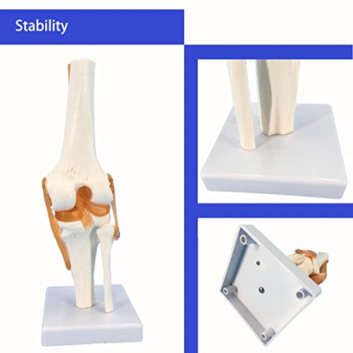 Veipho Knee Model, Flexible Knee Joint Model with Ligament and Stand, Life Size Human Knee Joint Model, Knee Anatomy Model, Human Knee Joint Model for Learning, Demonstrating