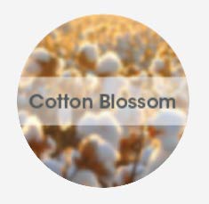 NASSCO Wave 3D Enzymatic Urinal Screen, Cotton Blossom, 10 per Box