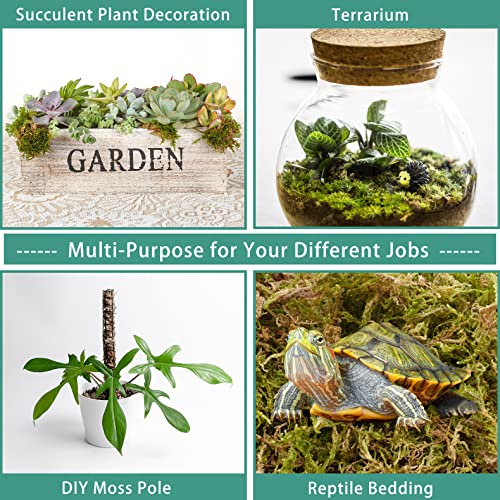 Yilotuce 7 oz NaturalĀ Orchid Moss for Potted Plants, Nice Soilless Potting Soil for Seedling and Cutting, Good Idea for Reptile Terrarium, Crafts, Garden Decoration