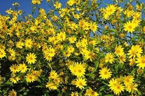 Portal Cool Semi di Girasole Maximilian 100 semi (Helianthus maximiliani) semi di Fiore