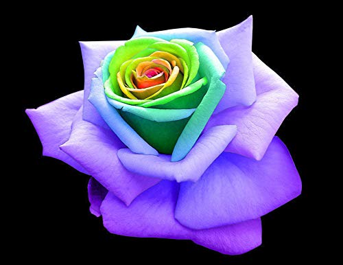 Portal Cool 10 semi Rosa Arcobaleno Rose - Semi