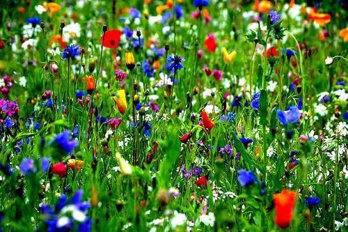 Portal Cool Confezione 10: Semi Prati Collezioni di Pacchetti di Semi Molte Varianti Seme Fresco Fiore Selvatico