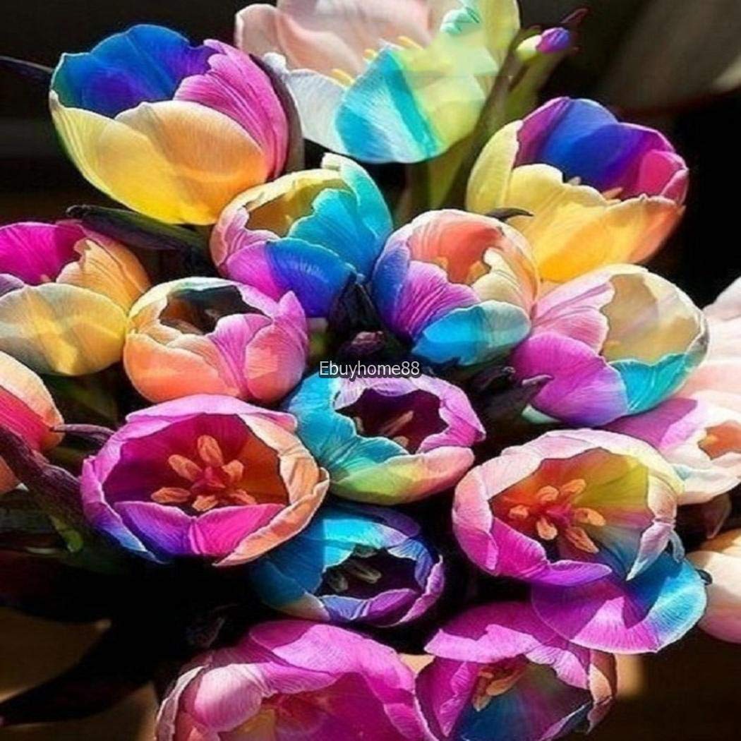 Portal Cool Tipo 10: New Pianta perenne Semi di tulipano Semi di Fiori Semi Ehe8