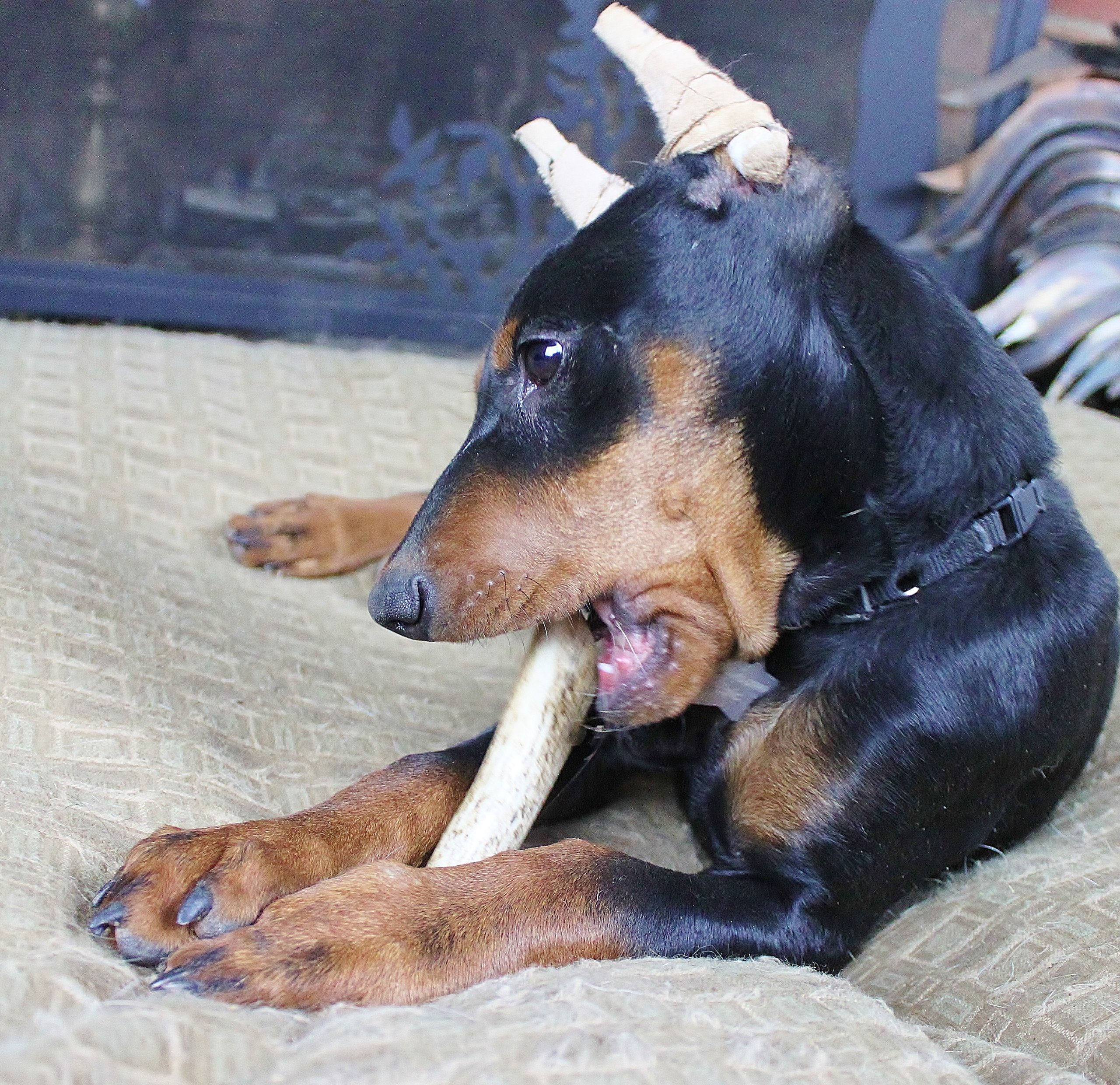 JimHodgesDogTraining Brand - Grade A Premium Quality Elk Antler Dog Chew - Whole and Split Antler Bone Treat - Made in USA - Natural Shed - No Preservatives (Split, Medium 2-Pack)