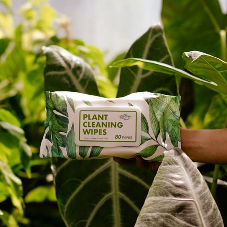 Plant Cleaning Wipes by Southside Plants - Gentle, Plant-Based Wipes for Shiny Leaves and Better Photosynthesis - Unscented, Extra Thick Waffle Weave Leaf Wipes for Indoor & Outdoor Plants - 80 Ct