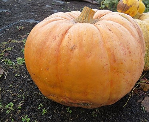 Semi di Zucca Gigante 25 semi di Zucca Mostro Grande Zucca