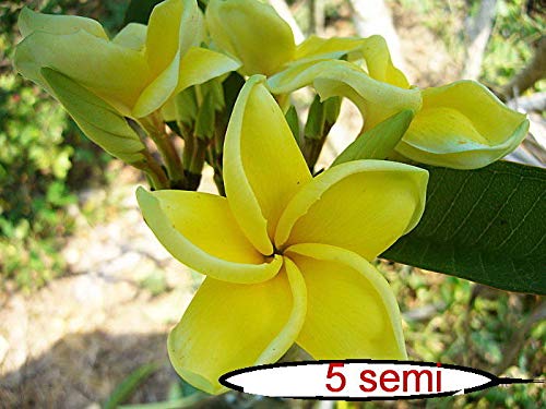 Portal Cool 5-Semi Plumeria"Yellow Queen" Frangipani - Pomelia"semi freschi" Semi