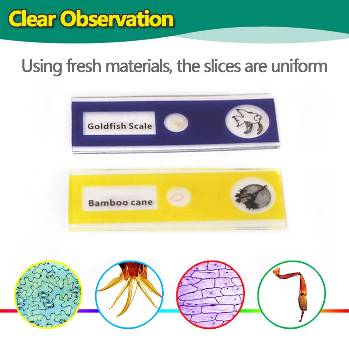 RIIPOO Prepared Microscope Slides for Kids, Biological Microscope Specimens Slides with Plants Flowers Insects Animals, 48PCS