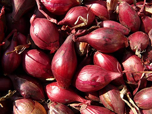 RAISE ME UP: Seeds Red Banana Shallot Onion Non GMO Heirloom