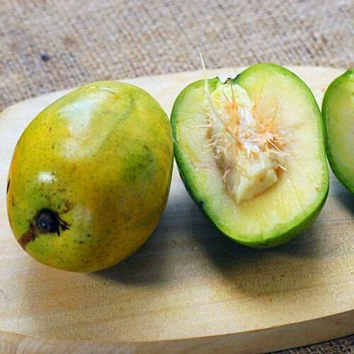 June Plum , JOBO (Spondias mombin) Tropical Fruit Live Tree 12β-24β