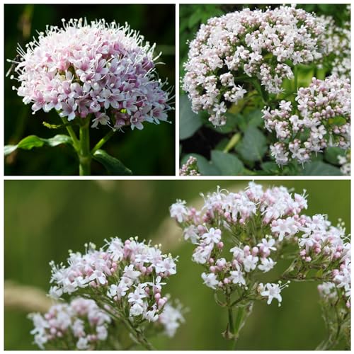 Seed Needs, Valerian Seeds - 450 Heirloom Seeds for Planting Valeriana officinalis - Medicinal Herb for Anxiety & Migraines, Non-GMO & Untreated (2 Packs)