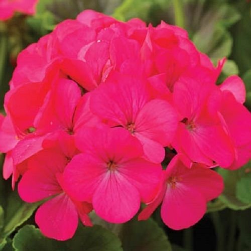 Portal Cool 15 Geranium Semi Maverick Rosa geranio Semi rivestite con Film