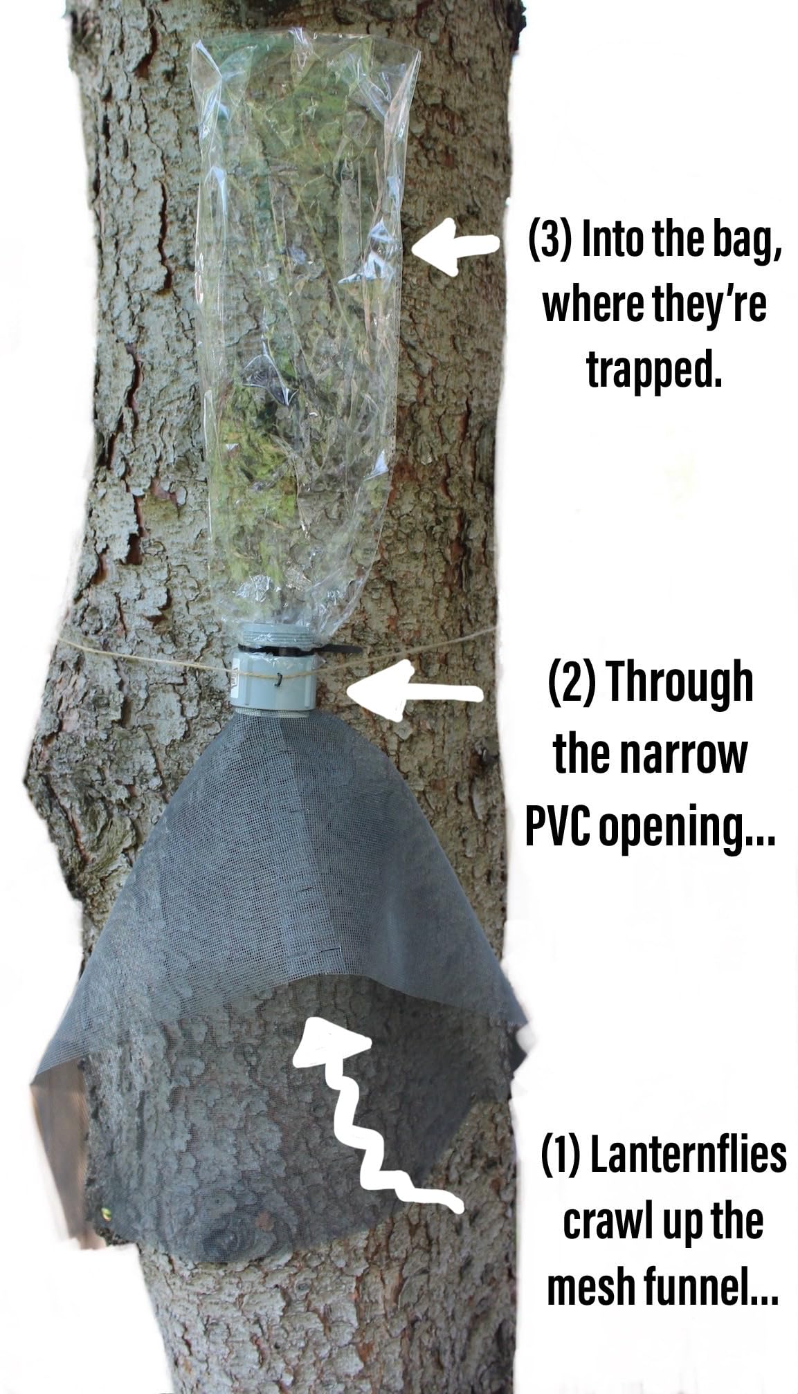 Spotted Lanternfly SLF Trap. Safe and effective way to catch lantern flies and nymphs.