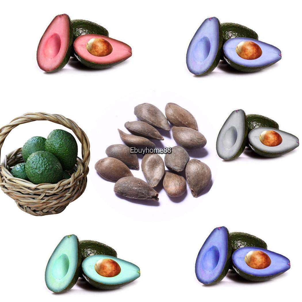 Portal Cool Light Blue Pack / 10Pcs: Semi di Avocado perenni Semi di Frutta Piante da Esterno Semi Ehe8