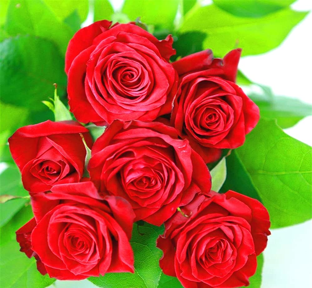 Semi di rosa esotici affascinante Regalo sorpresa Floreale ornamentale abbastanza o-200 semi