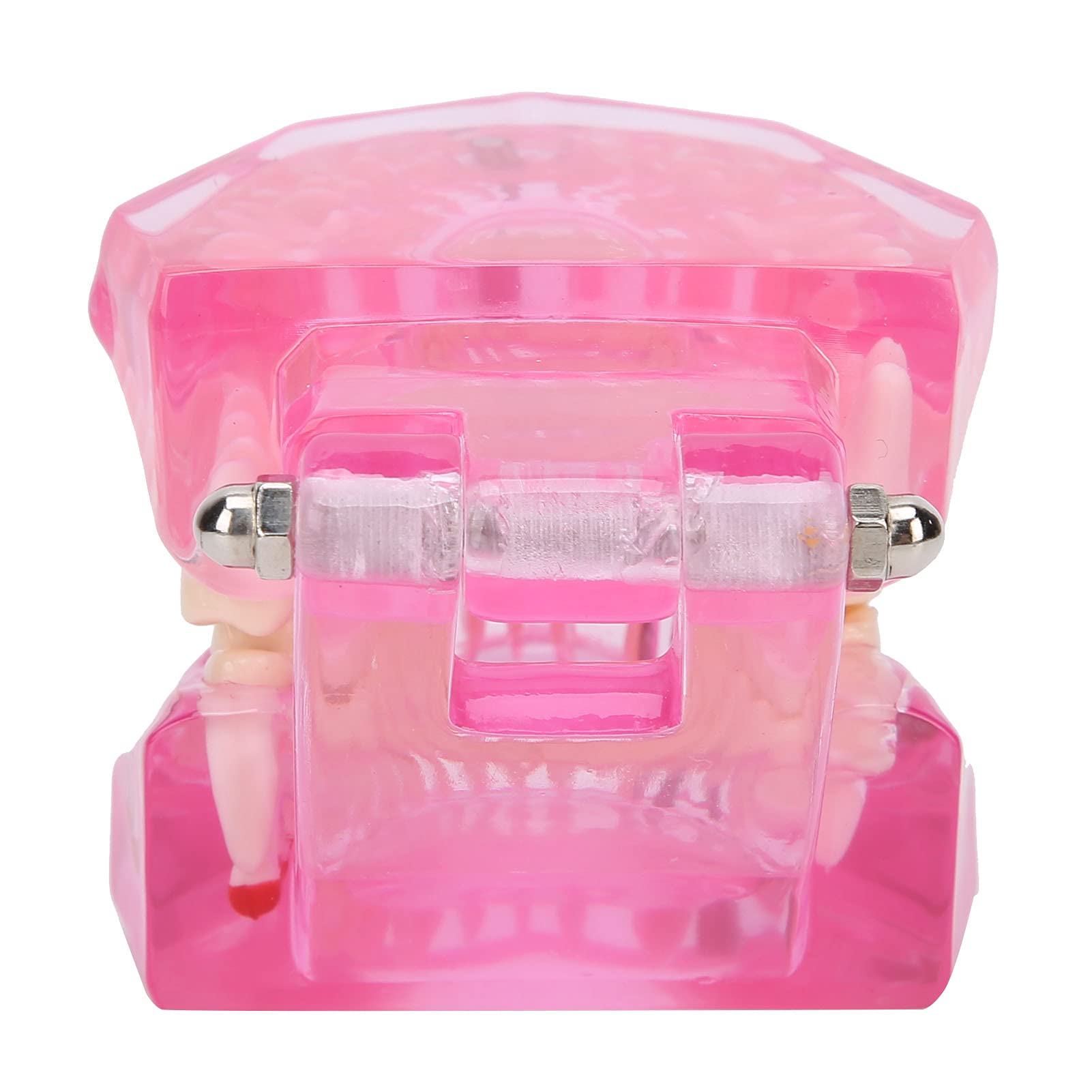 Transparent Adult Teeth Model ,Pathological Removable Teach Repair Studying Dental Teaching Tools Standard Size