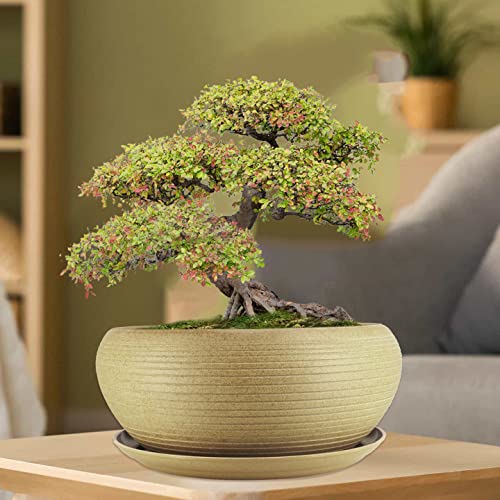 MUZHI 10” Round Large Ceramic Bonsai Bowl Planter,Clay Succulent Plant Pot Container with Saucer