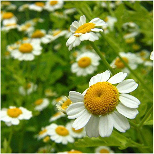 Seed Needs, Chamomile Seed Packet Collection (Roman/German Chamomile Seeds for Planting) Heirloom, Non-GMO & Untreated