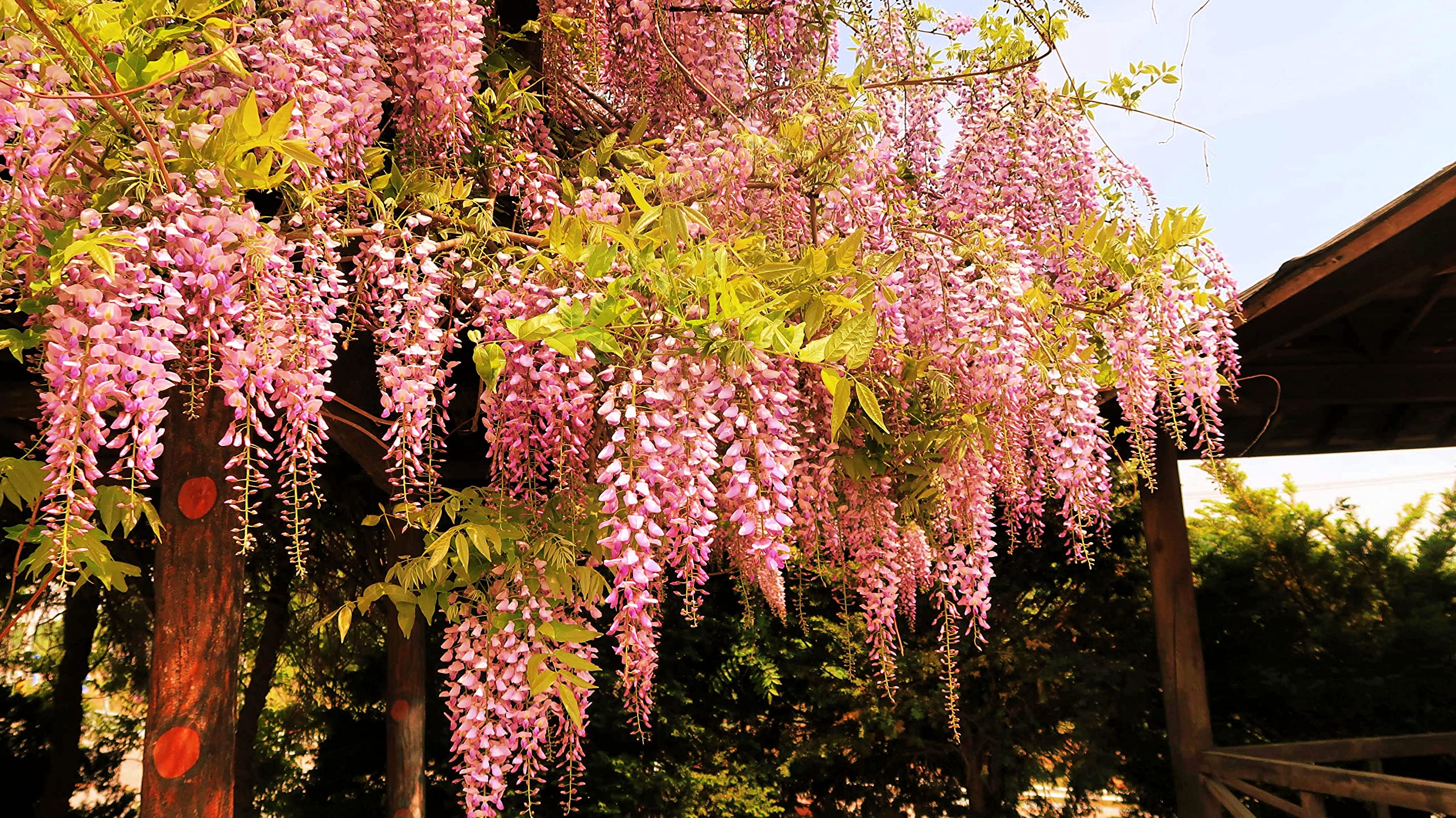 Rare Pink Wisteria Bonsai Tree Seeds, 5 Seeds - Highly Prized Japanese Wisteria Floribunda