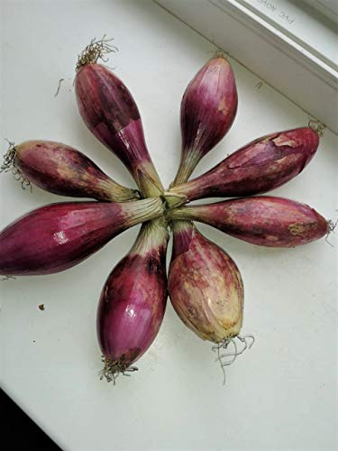 RAISE ME UP: Seeds Red Banana Shallot Onion Non GMO Heirloom