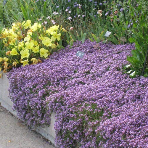 UtopiaSeeds Creeping Thyme Seeds - Thymus Serpyllum - Landscaping Ground Cover - Purple - Approximately 8000 Seeds