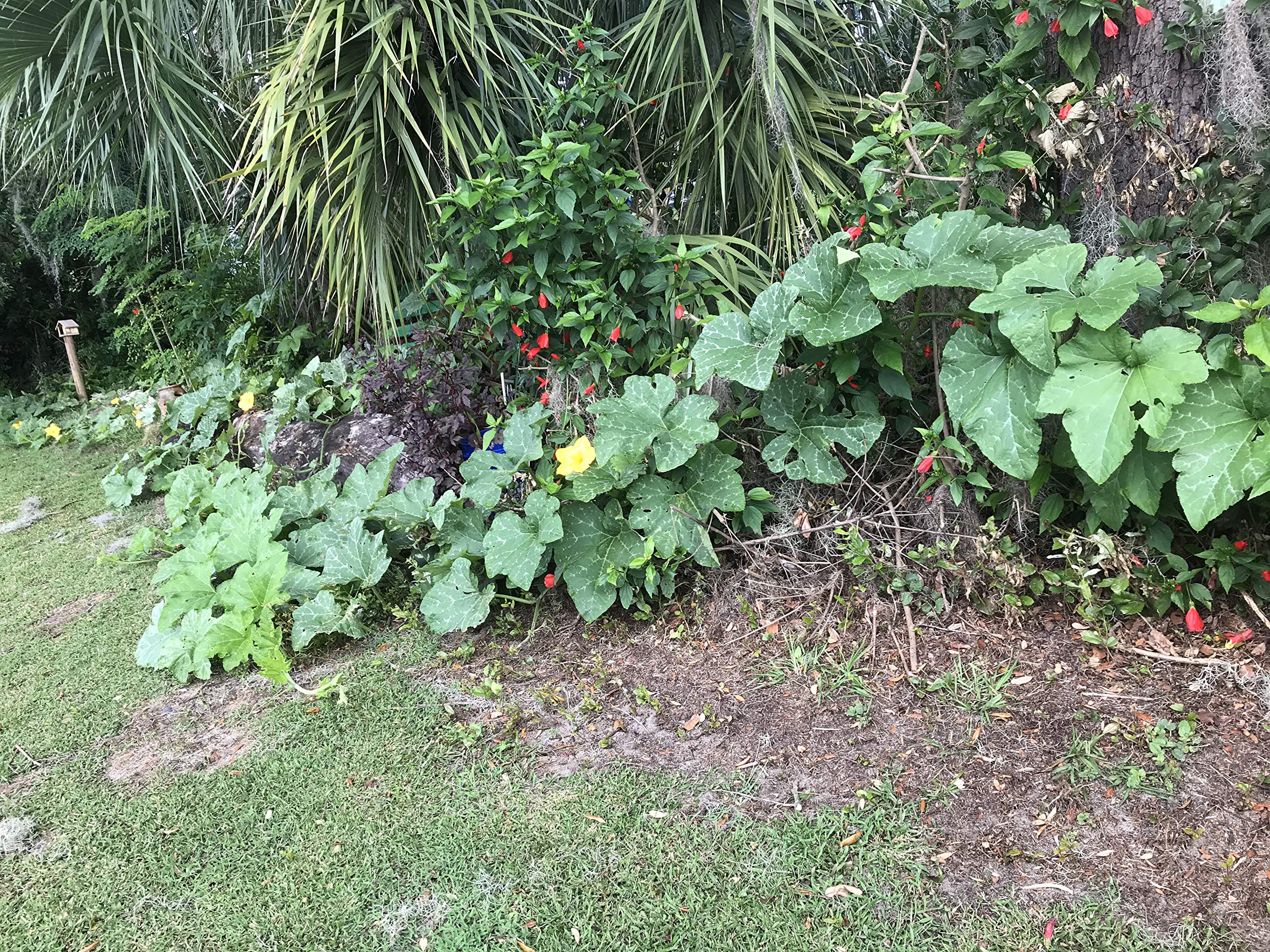 Seminole Pumpkin Seeds Non-GMO Heirloom Orange Variety