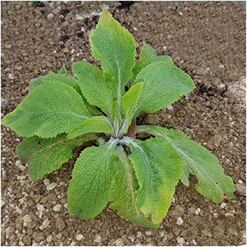 Seed Needs, Mixed Gloxiniaeflora Foxglove Seeds - 5,000 Seeds for Planting Digitalis purpurea - Open Pollinated, Attracts Pollinators & Hummingbirds (1 Pack)
