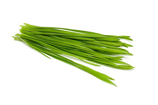 Todd's Seeds - 1 Pound of Wheatgrass Seeds - Non GMO Sprouting Seeds - Grind Into Whole Wheat Flour - Pet Grass - Cat Grass for Indoor Cats - Wheat Grass Seeds