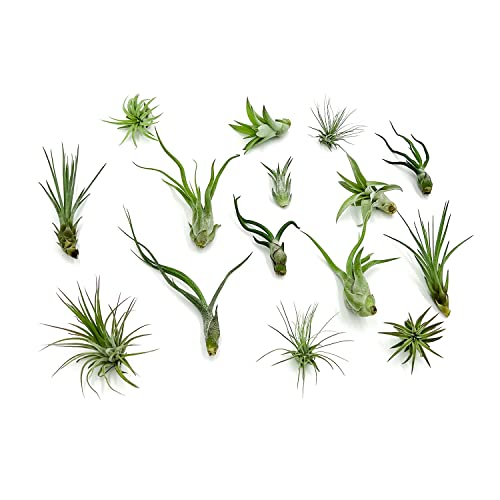 ragnaroc Live Air Plants - Tillandsia Variety, Regular 1-3" - 15ct - Live Arrival Guaranteed, House Plants for Home Decor & Gift