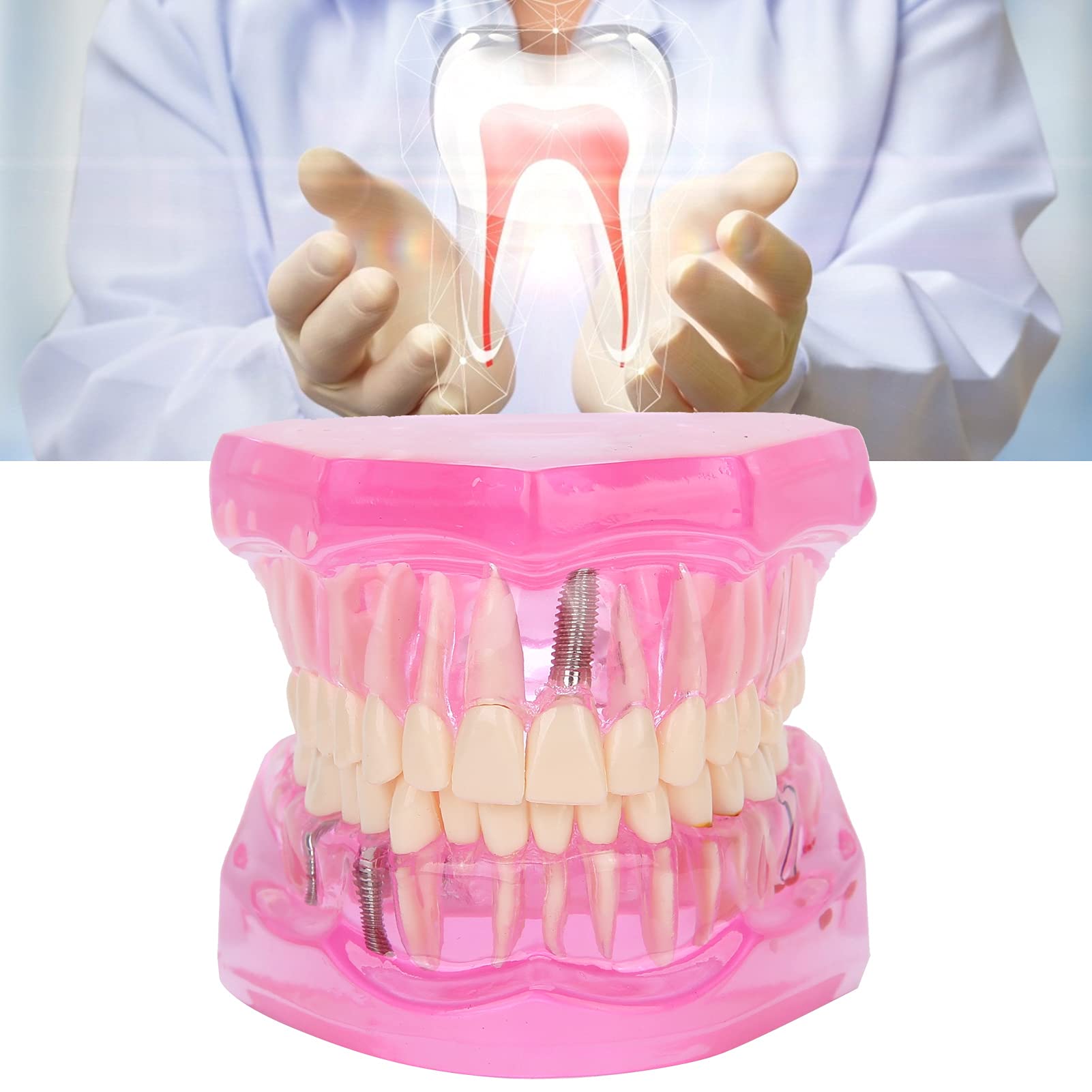Transparent Adult Teeth Model ,Pathological Removable Teach Repair Studying Dental Teaching Tools Standard Size