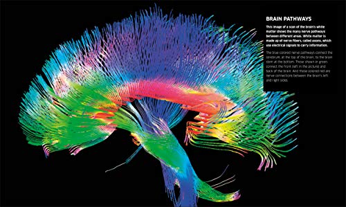Knowledge Encyclopedia Human Body! (DK Knowledge Encyclopedias)