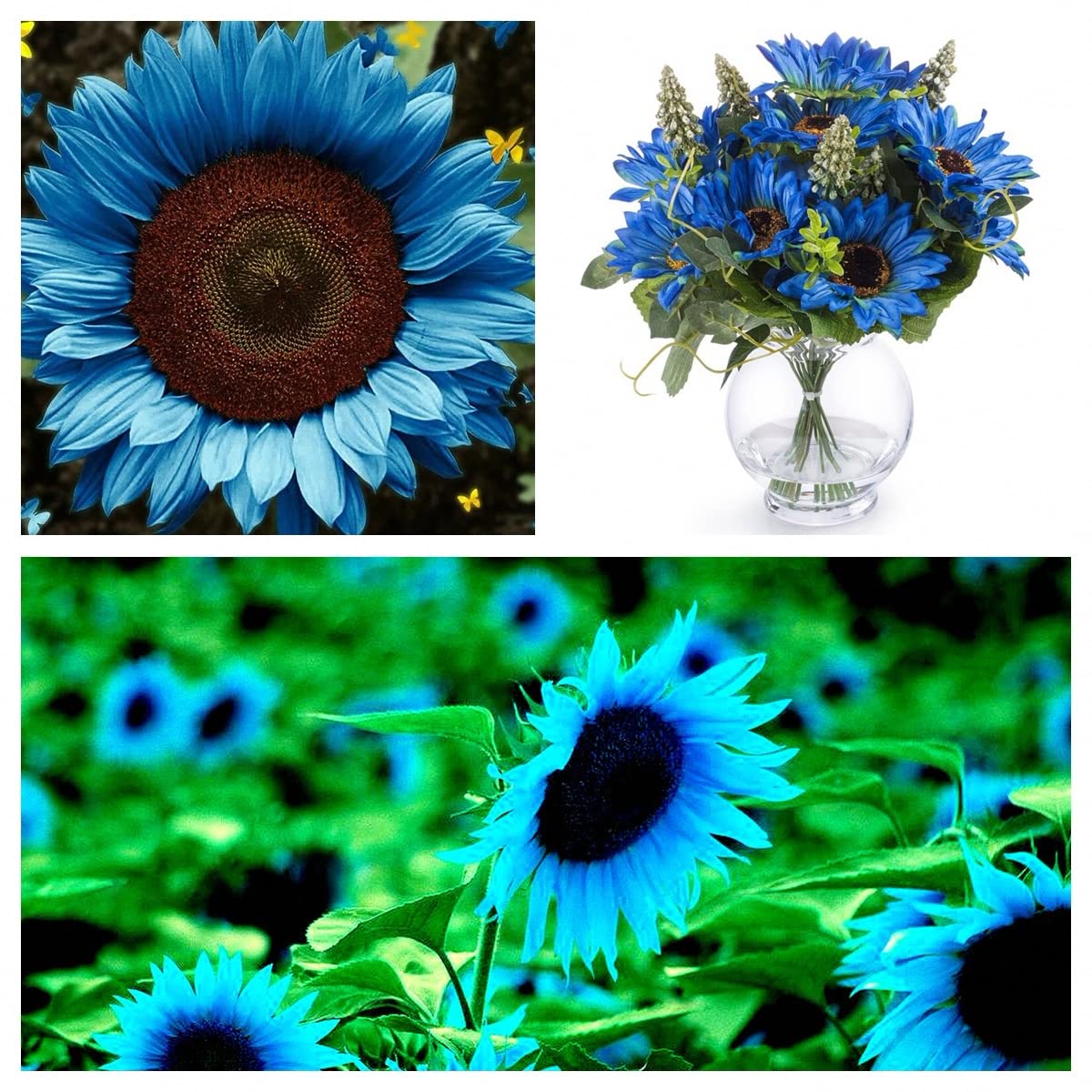 SeedCoast Blue Sunflower Seeds for Planting - Non-GMO Heirloom Organic Rare Ornamental Sunflower Seeds to Plant Home Garden Yard Farm Bulk of 50 Seeds