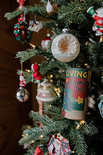The Jonsteen Company Living Christmas Tree | Seed Grow Kit