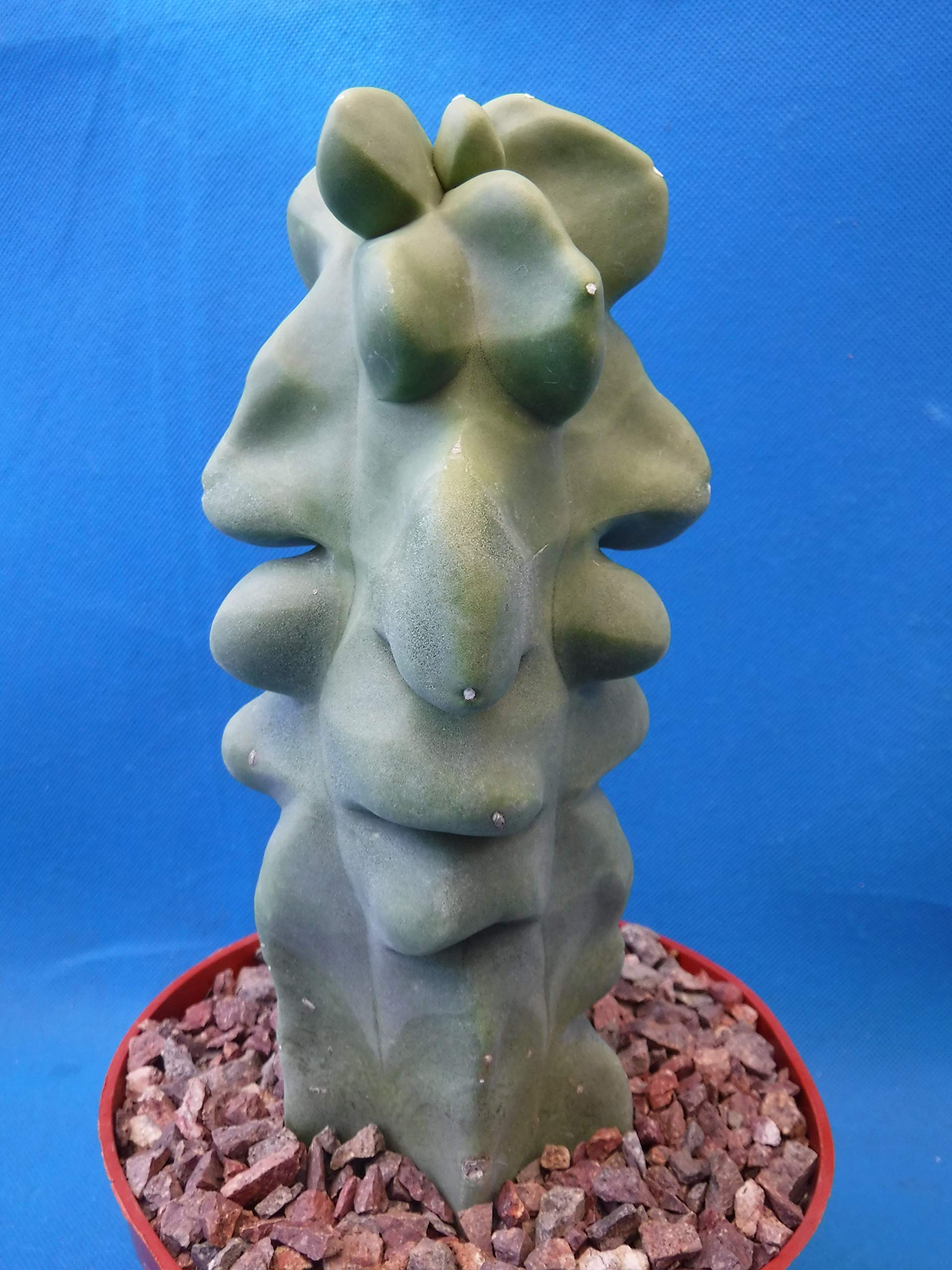 Tucson Tools Redeo 6" to 12" Tall Totem Pole Cactus (Shipped Bare Root-NO Pot!) Spineless! Very Unusual!