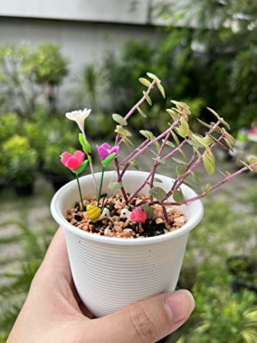Ray 1979 Miniature Dollhouse Fairy Garden Accessories 5 pcs Set for DIY Decorations, Mini Figurines for Mini Garden, Terrarium, Bonsai, Cactus, Moss Landscape (Flower 5 Pcs)