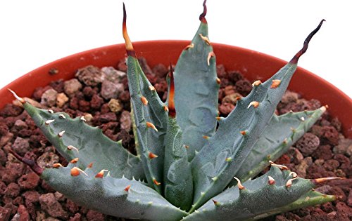 Rare Agave utahensis semi VAR nevadensis ~ Red colonna vertebrale Agave 5 SEMI