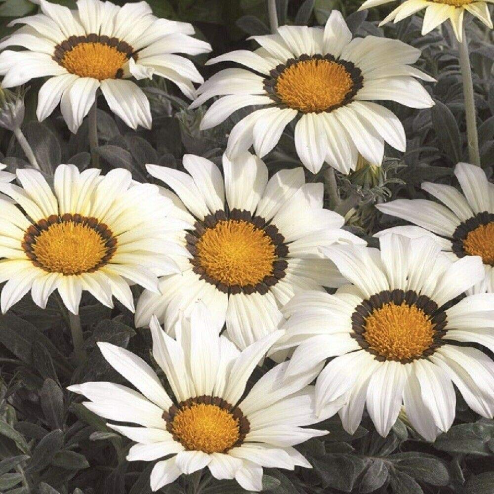 Semi Freschi - Gazania - Kiss White - 15 Semi