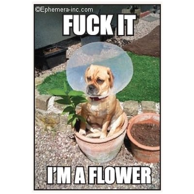 Rectangle Magnet- Fuck It, I'm a Flower