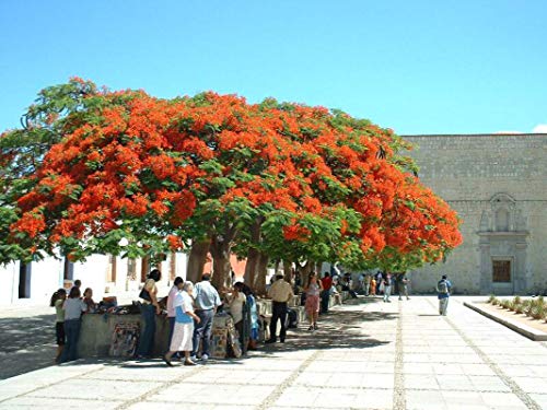 Red Flame Flamboyant Tree Seeds Royal Poinciana Delonix Regia U.S. Seller (10 Seeds)