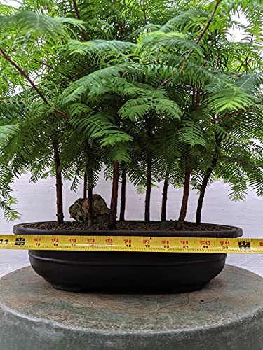 Redwood Forest Specimen Bonsai Tree