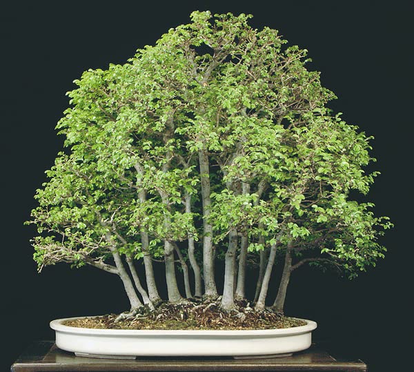 Seiju Dwarf Chinese Elm - Ulmus parvifolia - 2.5" Pot - Fairy Garden/Bonsai