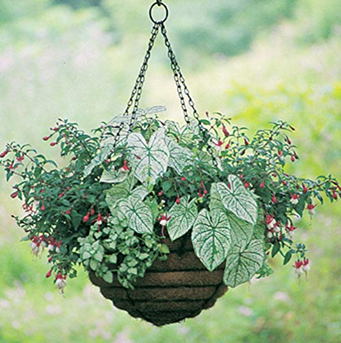 Tosuced Hanging Chains 156 Inches for Bird Feeders, Billboards, Chalkboards, Planters and Decorative Ornaments（ Black ，10 Hooks ）