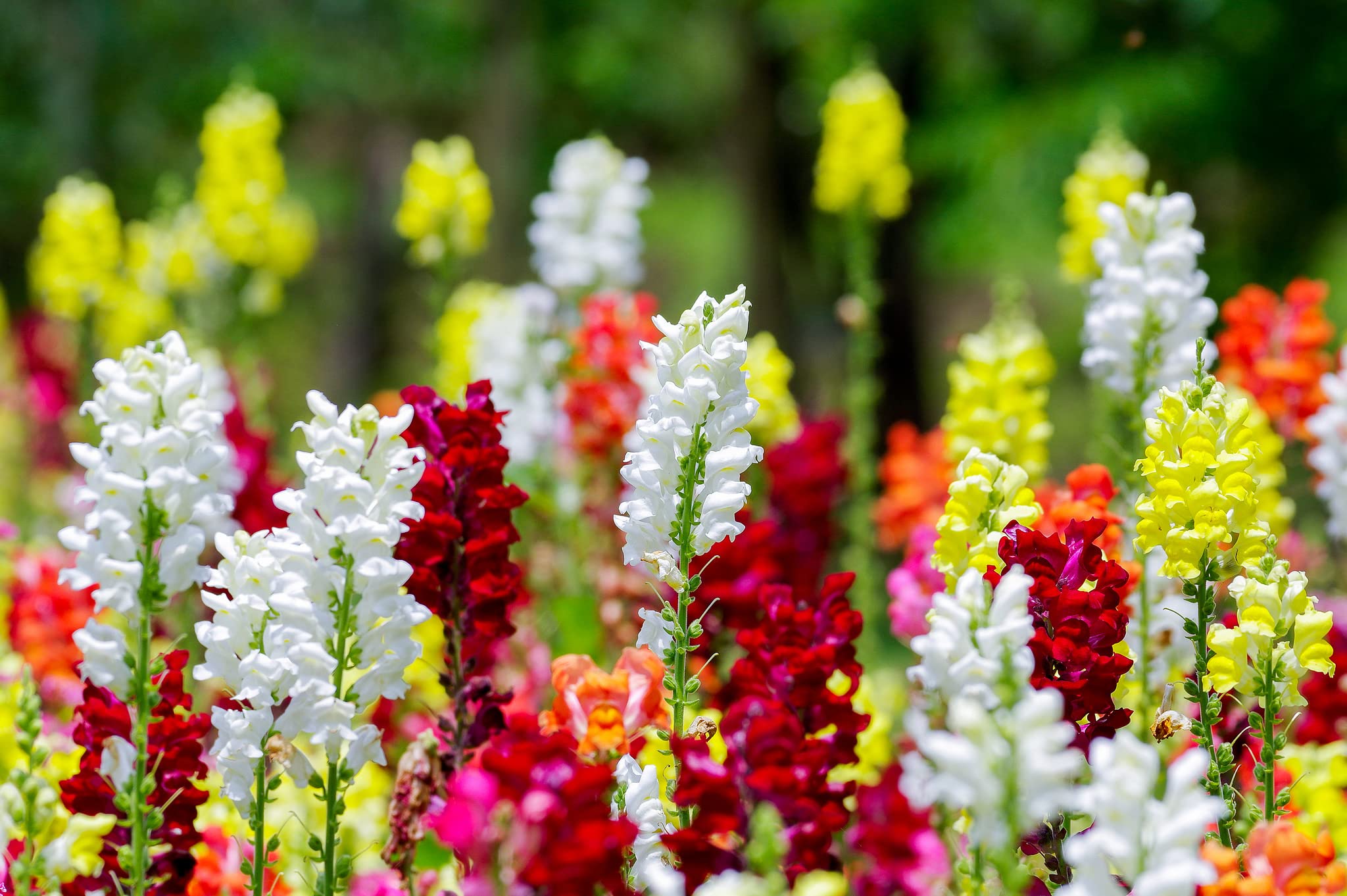 Snapdragon Seeds, 5000 Flower Seeds Per Packet (NOTSWOH's Seeds)