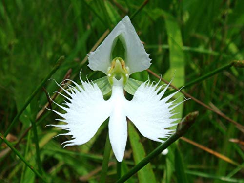 Rare Flower Japanese Radiata Seeds White Dove Orchids Seeds 100Pcs