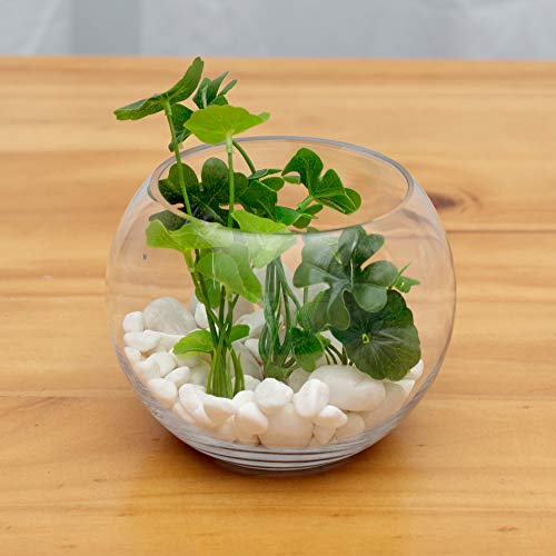 WGV Bowl Glass Vase, Diameter 8", Height 6", Open Width 5", (Multiple Sizes Choices) Clear Bubble Planter Terrarium Fish Bowl for Wedding Event Home Decor, 1 Piece (VBW0008A)