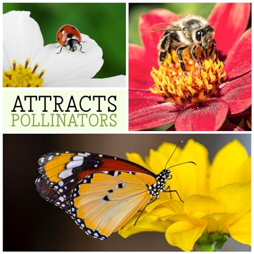 Seed Needs, Mixed Gloxiniaeflora Foxglove Seeds - 5,000 Seeds for Planting Digitalis purpurea - Open Pollinated, Attracts Pollinators & Hummingbirds (1 Pack)
