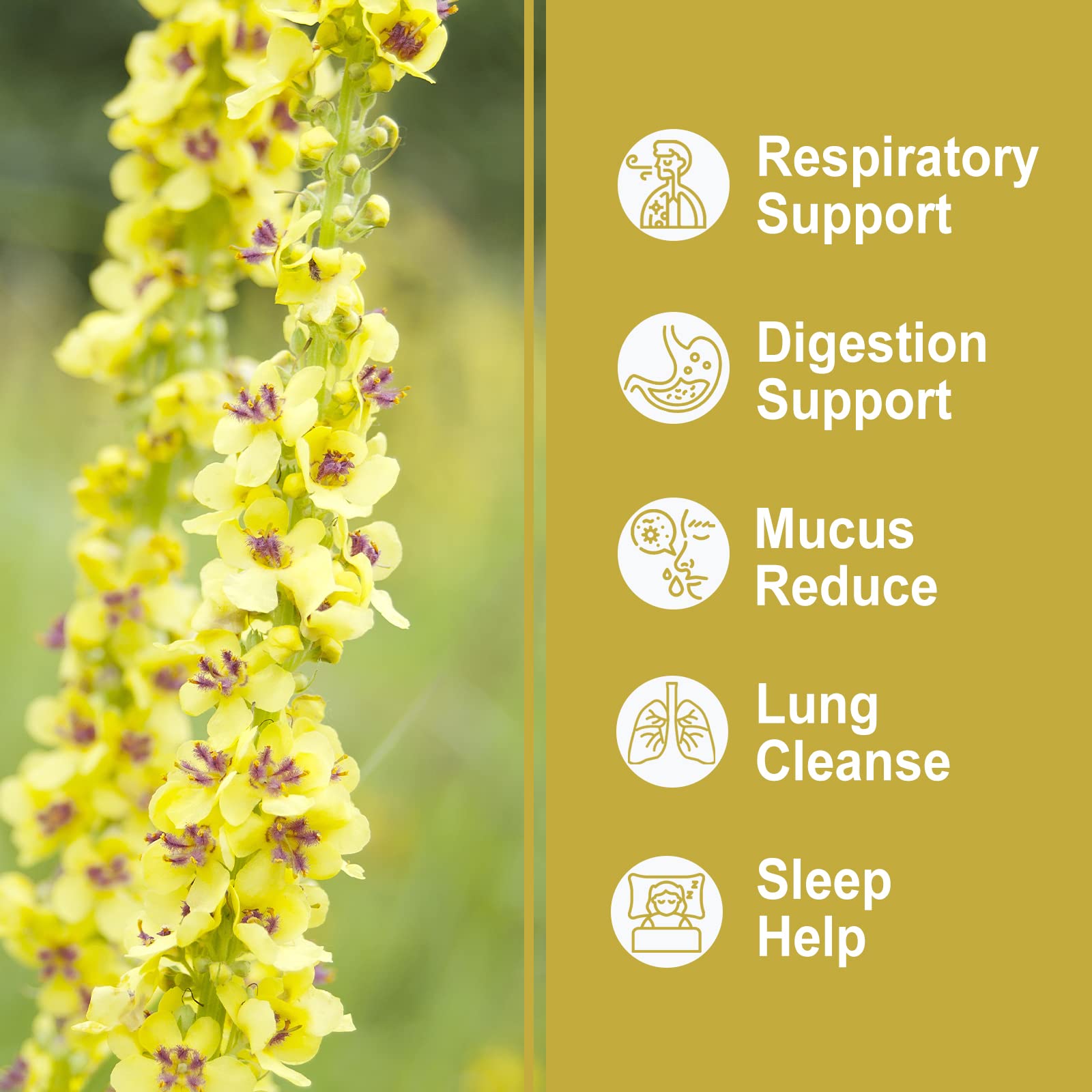 Olvvla - Mullein Tea Bags For Lungs - 3g X 30 Count - 100% Natural Mullein Leaf Tea - Lung Cleanse Herbal Tea - Non-GMO - Caffeine-free - Help Soothe & Relax